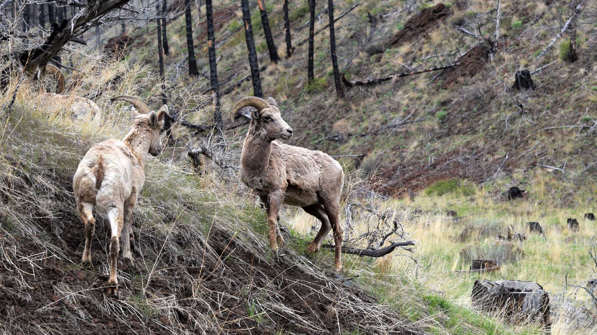 Rightworks OneSpace Firm Premier Portal