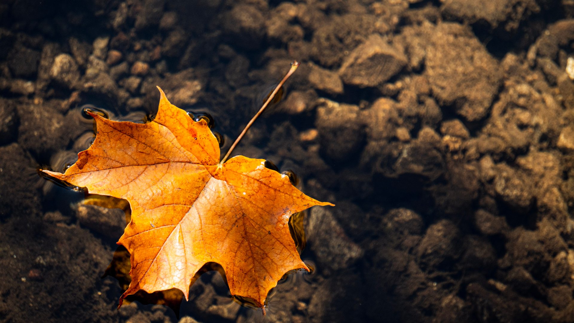 Rightworks OneSpace Firm Premier Portal