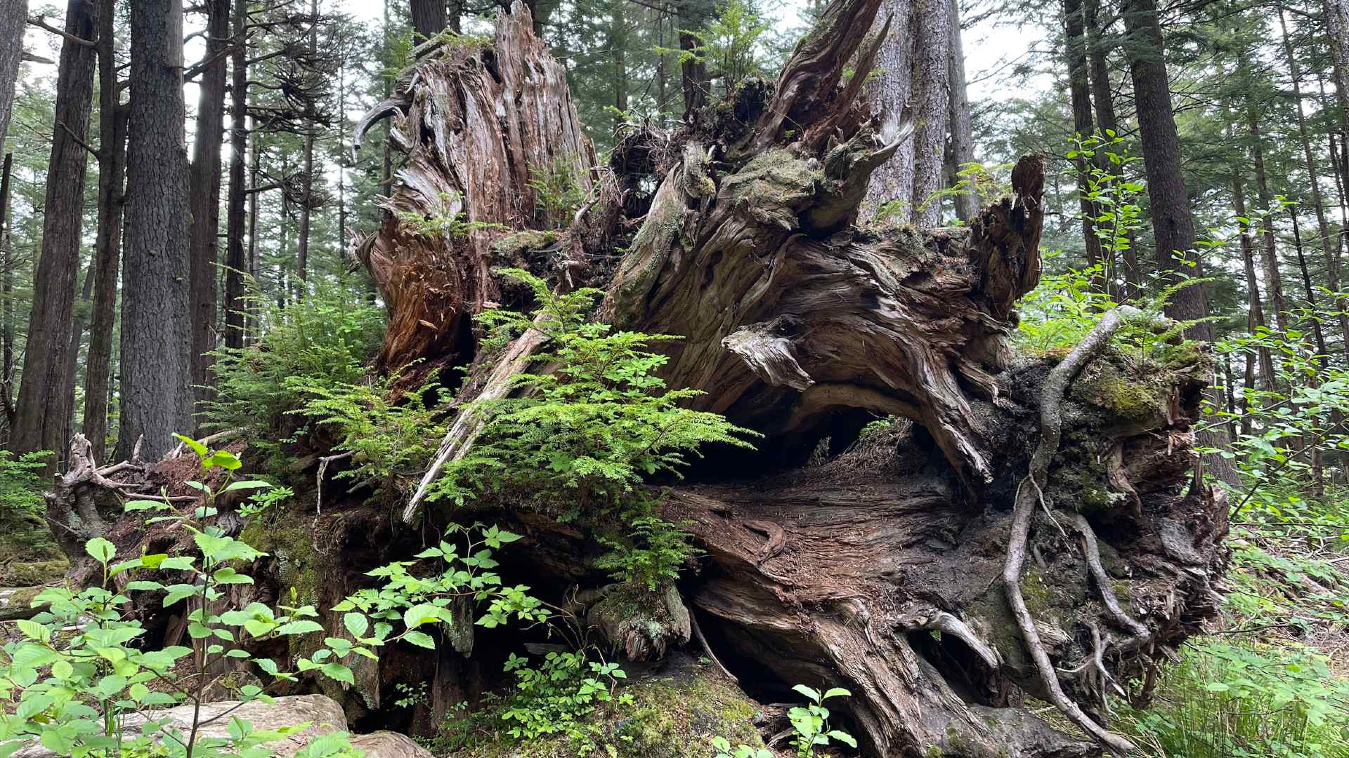 Rightworks OneSpace Firm Premier Portal