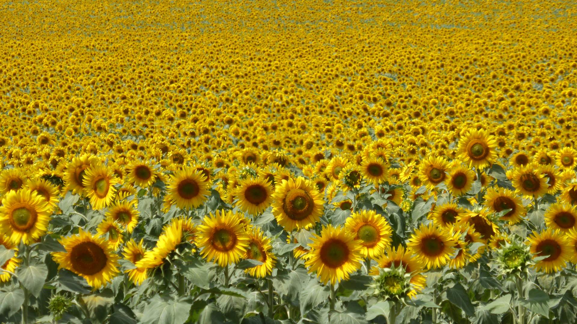 Rightworks OneSpace Firm Premier Portal