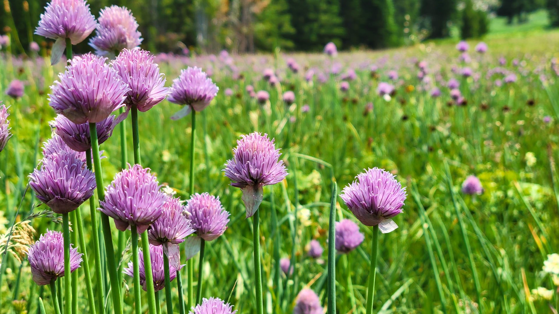 Rightworks OneSpace Firm Premier Portal